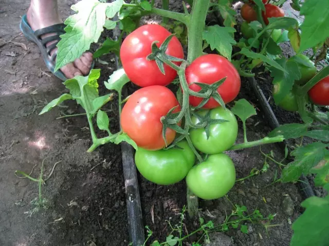 Tomate flota arrosa