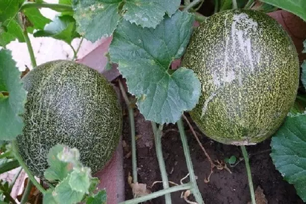 Melon reift