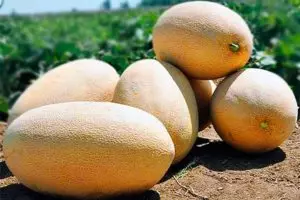 Descrición do melón melón gulyabi, crecente e coidado, regras de selección