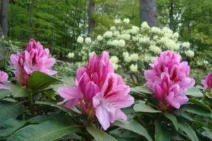 Warum gelb von Rhododendron und was zur Behandlung zu tun ist