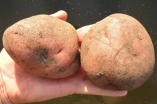 maagang patatas