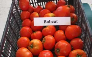 Caratteristica e descrizione della varietà di pomodoro bobcat, la sua resa