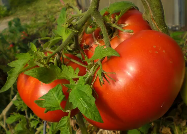 Şahada pomidorlar