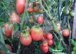 Kenmerkende en beschrijving van de verscheidenheid van tomaat Petrrush Ogorodnik, zijn opbrengst