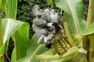 Beskrivelse og behandling av sykdommer og skadedyr av mais, tiltak for å bekjempe dem