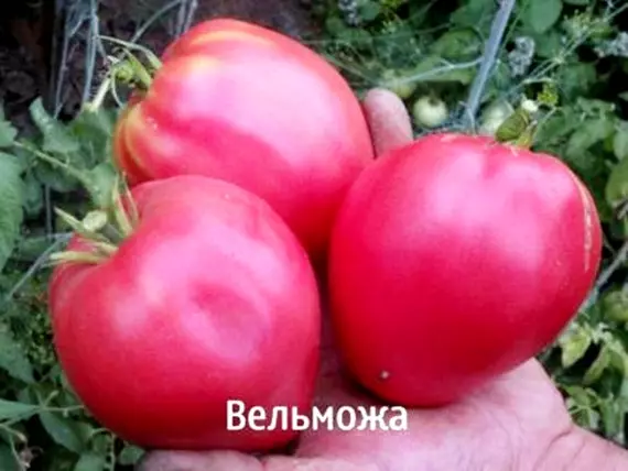 Tashqi ko'rinishi pomidor wiel