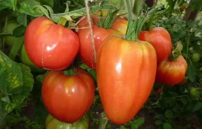 Vellex tomato sur la ĝardeno