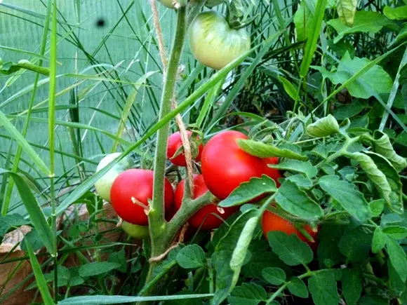 Tomato Alpatyev trên vườn