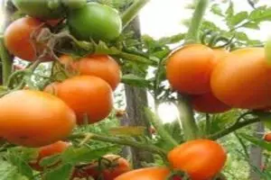 Descrierea farmecului de soi de roșii, caracteristicile și cultivarea acestuia