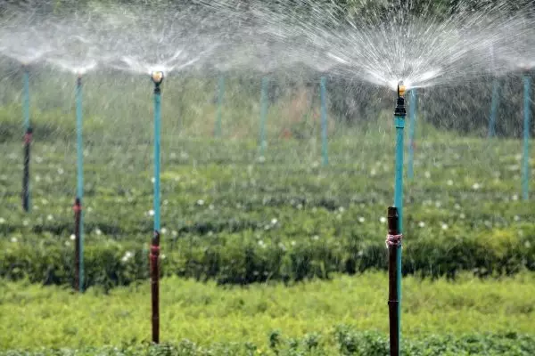 Is dit moontlik om komkommers met waterstofperoksied as kunsmis te spuit