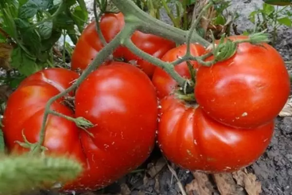 Pomidorų šiluma
