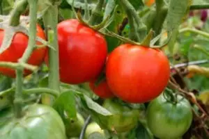 Característica e descrición do tomate Morozko