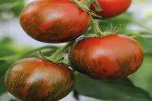 Karakteristika og beskrivelse Tomat sorter stribet flyvning, gartnere