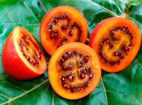 Frukt av tomattreet