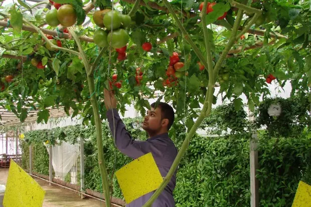 Mengukur pohon tomat