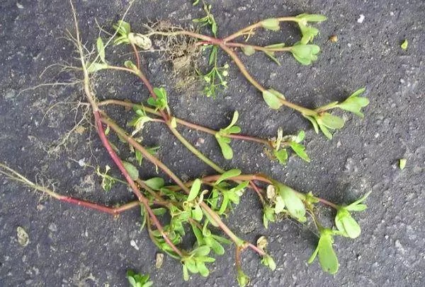 Portulak Seedlings.