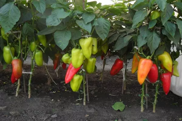 Pepper cultivation