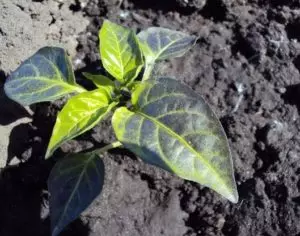 What to do if pepper purple leaves in a greenhouse or open soil