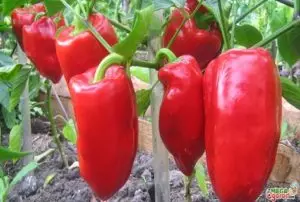 Characteristics and descriptions of peppers Moldova gift