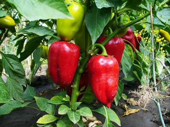 Pepper na zeleninovej záhrade