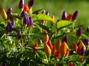 Pestovanie a starostlivosť o dekoratívne papriky doma