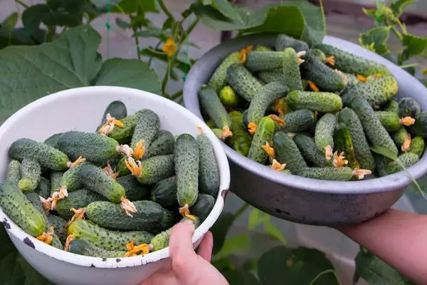 Cucumbers na Tazu