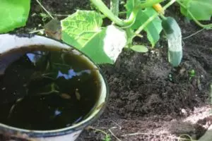 How to feed cucumbers with a cowboy, horse and rabbit dung