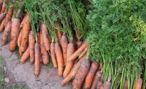 Motive posibile pentru a îngălina morcovii pe grădină și ce să facă în acest caz