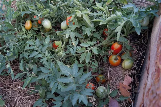 Ασημένια ντομάτα ερυθρελάτης στον κήπο