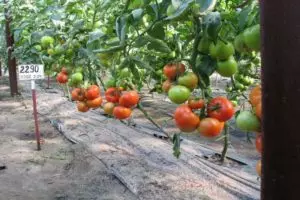 Descripción del tomate yvigig tomate, su característica y cultivación.