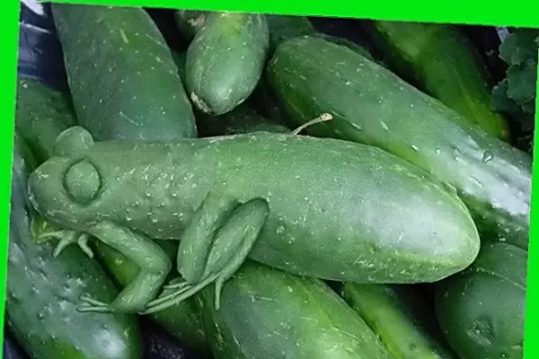 Cucumbers Scairbh Scairbh: Cur síos agus Saintréithe Cineálacha, Athbhreithnithe Garraíodóireachta le Grianghraif