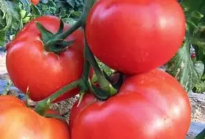 Eienskappe en beskrywing van die Tomato Corol Groot