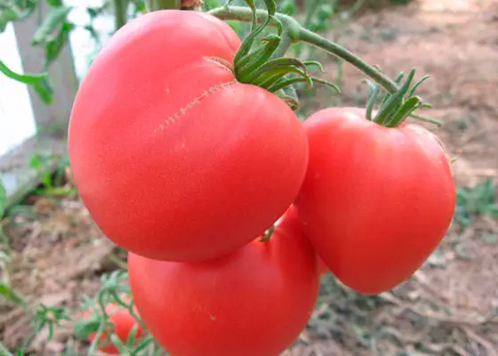 Tomaatti vaaleanpunainen sydän puutarhassa