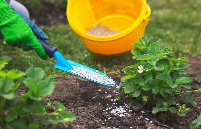 Pour under the strawberry