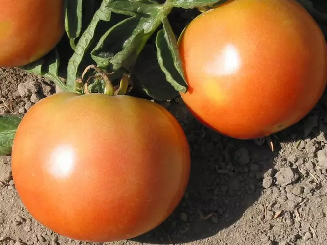 Tomato Catherine Great Appearance