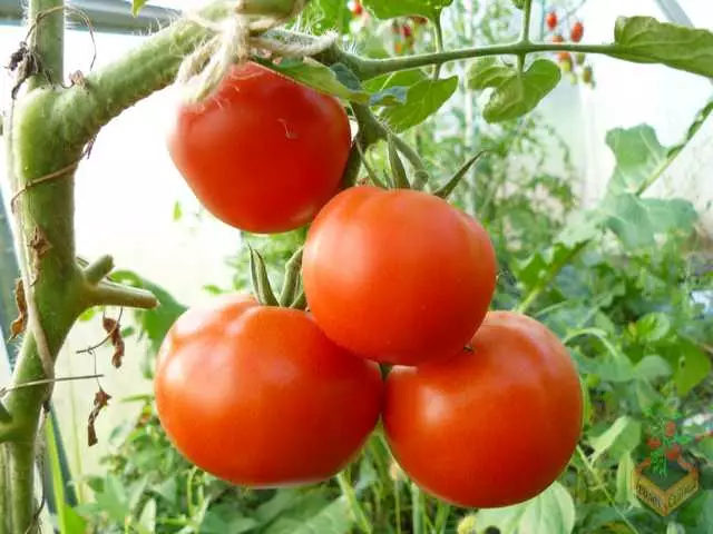 Tomato Catherine Great in Teplice