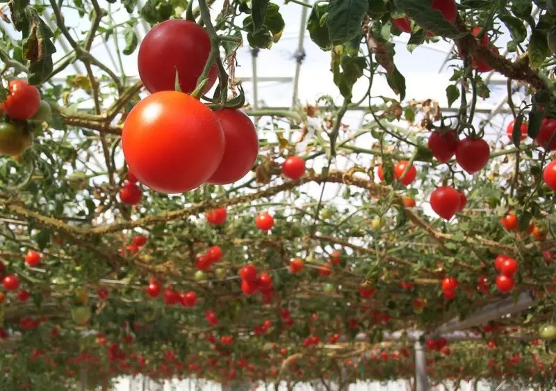 Tomato spruit in greenhouse