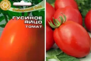 Popis Tomato GUS vajcia a jeho charakteristické