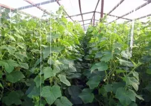 Технологија и тајни за одгледување и грижа за краставици во стаклена градина од поликарбонат