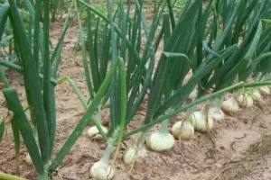 Danasîn, mezinbûn, daketin û derketina onion Stuttgarter Rizen