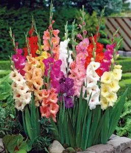 Beskrivelser og specifikationer for Gladiolus arter, navnene på de bedste sorter