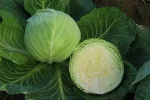 Ibisobanuro byubwoko bwa butinze cabbage isukari umutwe, Kolobok, Atry, Valentina nabandi