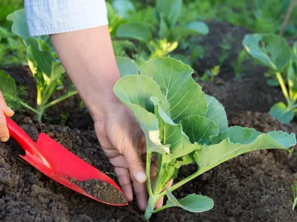 Alimentando repolho no jardim