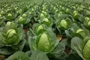 Descrición Cabbage col Nadezhda, características de crecemento e coidado
