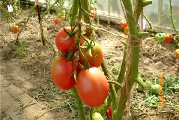 Bush tomat de barao