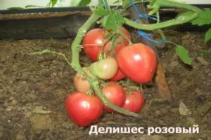 אופייני ותיאור של עגבניות disishes