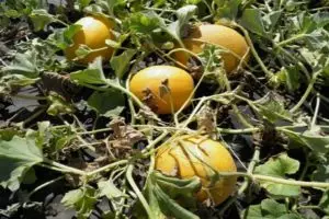Descrizione delle varietà di melone Aikido, peculiarità di coltivazione e cura