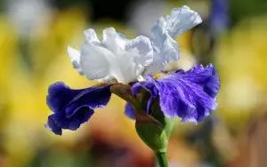 Hur man sprider iris frön och växer hemma