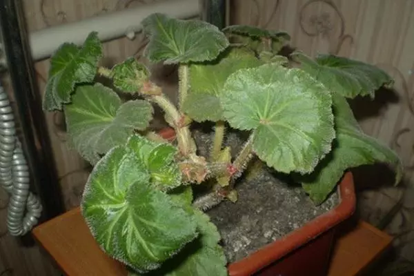 Atterraggio, crescita e cura per Begonia, come moltiplicato