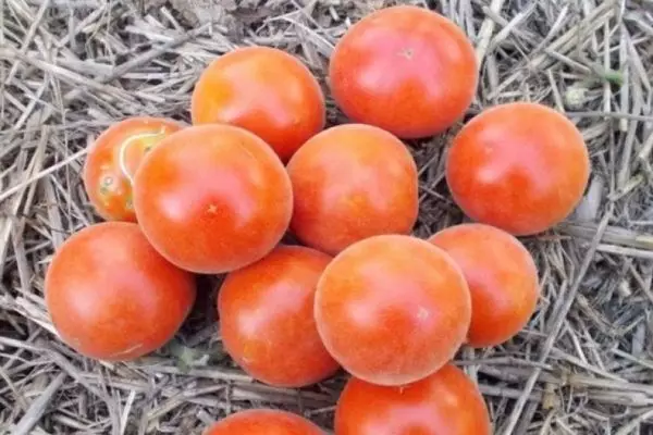 Tomatoes nhung mùa.